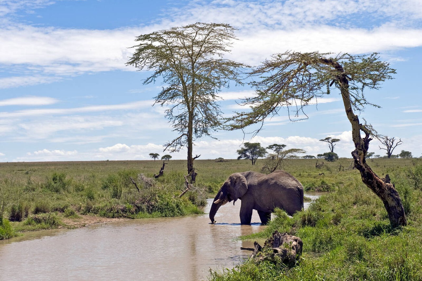 Serengeti Nexus - Premier Tanzania Safari & Kilimanjaro Tours