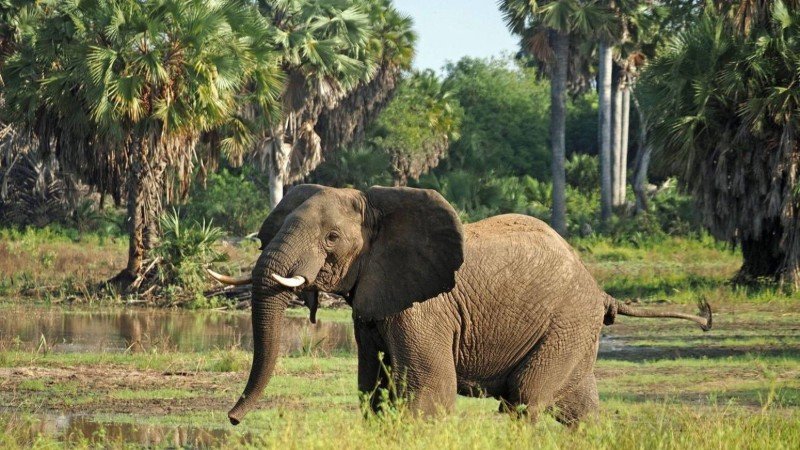 Mikumi National Park Safari - Safari in Tanzania